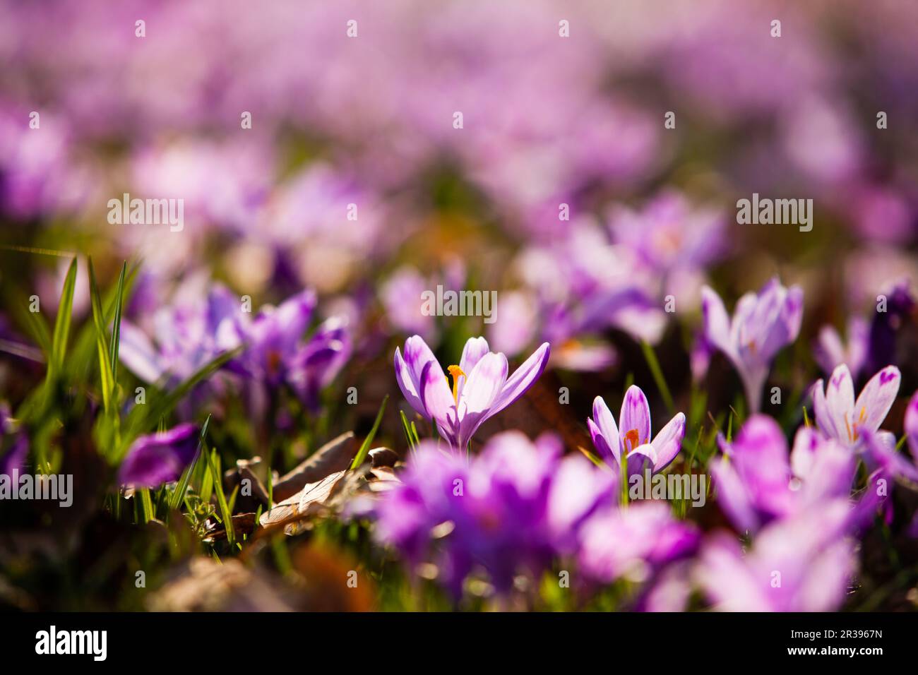 Backlight yellow flowers hi-res stock photography and images - Alamy