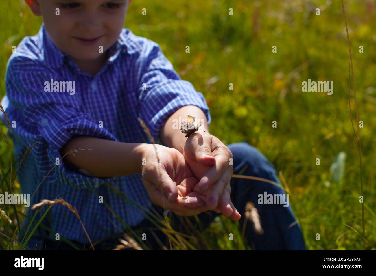 Boy catched the butterfly in the hands Stock Photo - Alamy