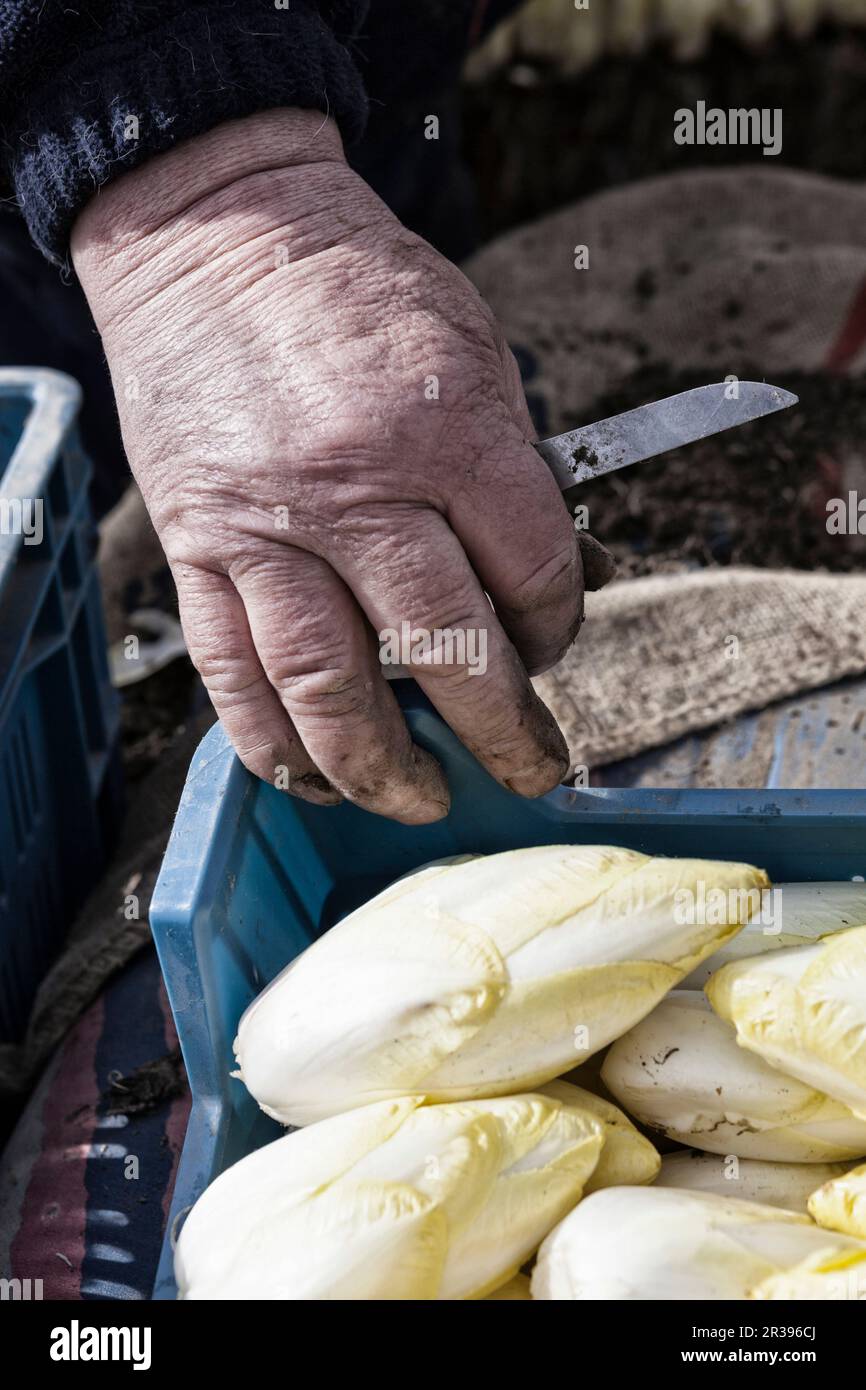 A chicory crop in a crate Stock Photo - Alamy