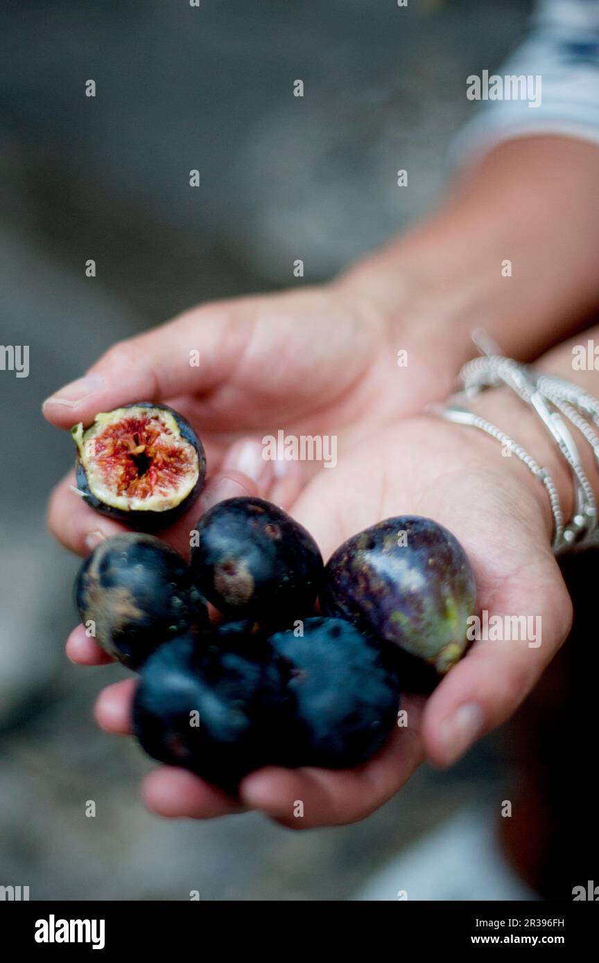 Hands holding red figs Stock Photo - Alamy
