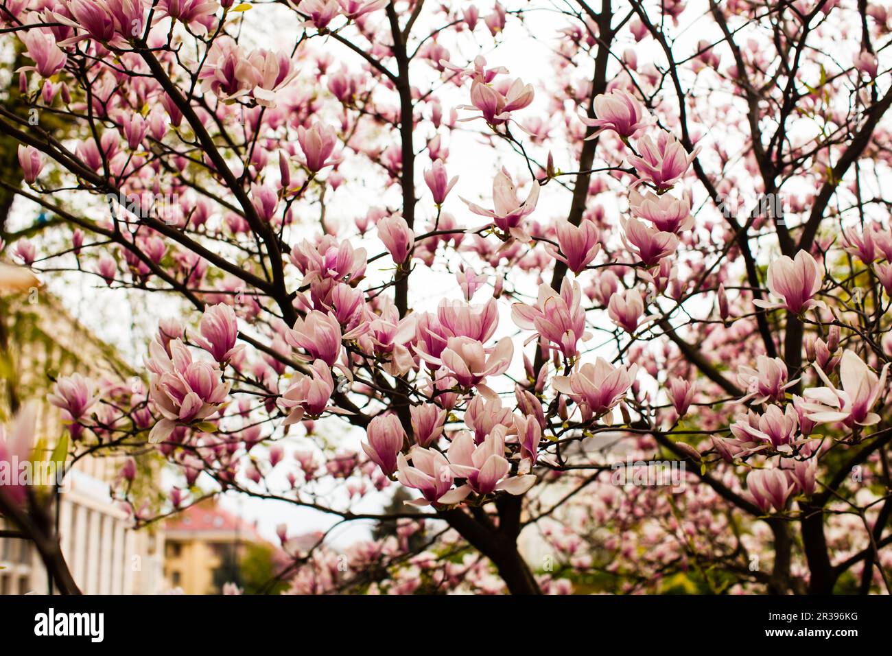 Flowering Magnolia liliflora on the bush close up Stock Photo - Alamy