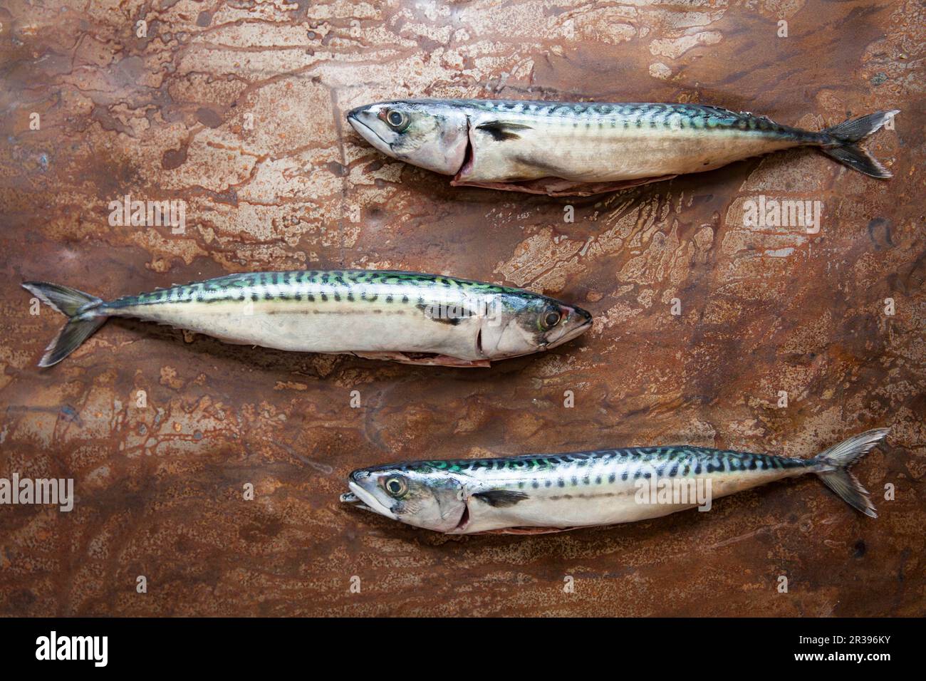 Three metal fish hi-res stock photography and images - Alamy