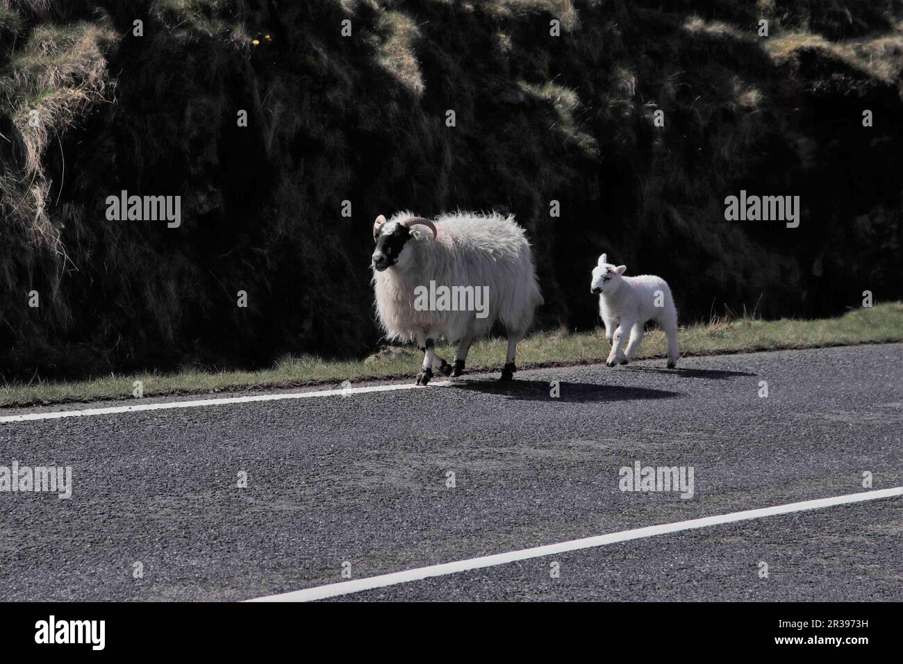 Roaming free sheeps hi-res stock photography and images - Alamy