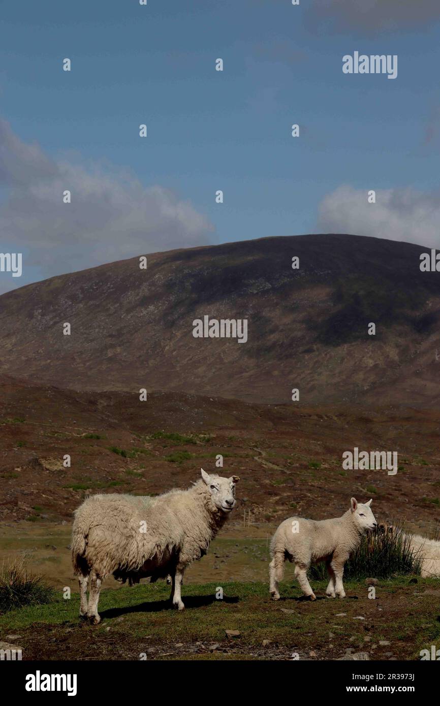 Sheep on Isle of Harris Stock Photo - Alamy Sheep on Isle of Harris Stock Photo - Alamy
