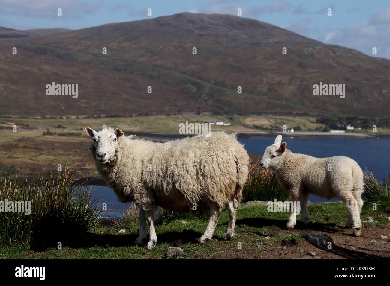 Sheep on Isle of Harris Stock Photo - Alamy Sheep on Isle of Harris Stock Photo - Alamy
