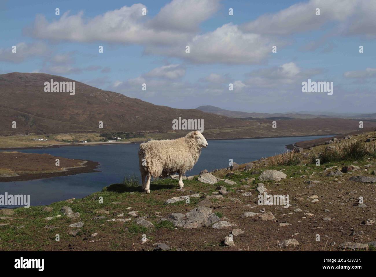 Sheep on Isle of Harris Stock Photo - Alamy Sheep on Isle of Harris Stock Photo - Alamy