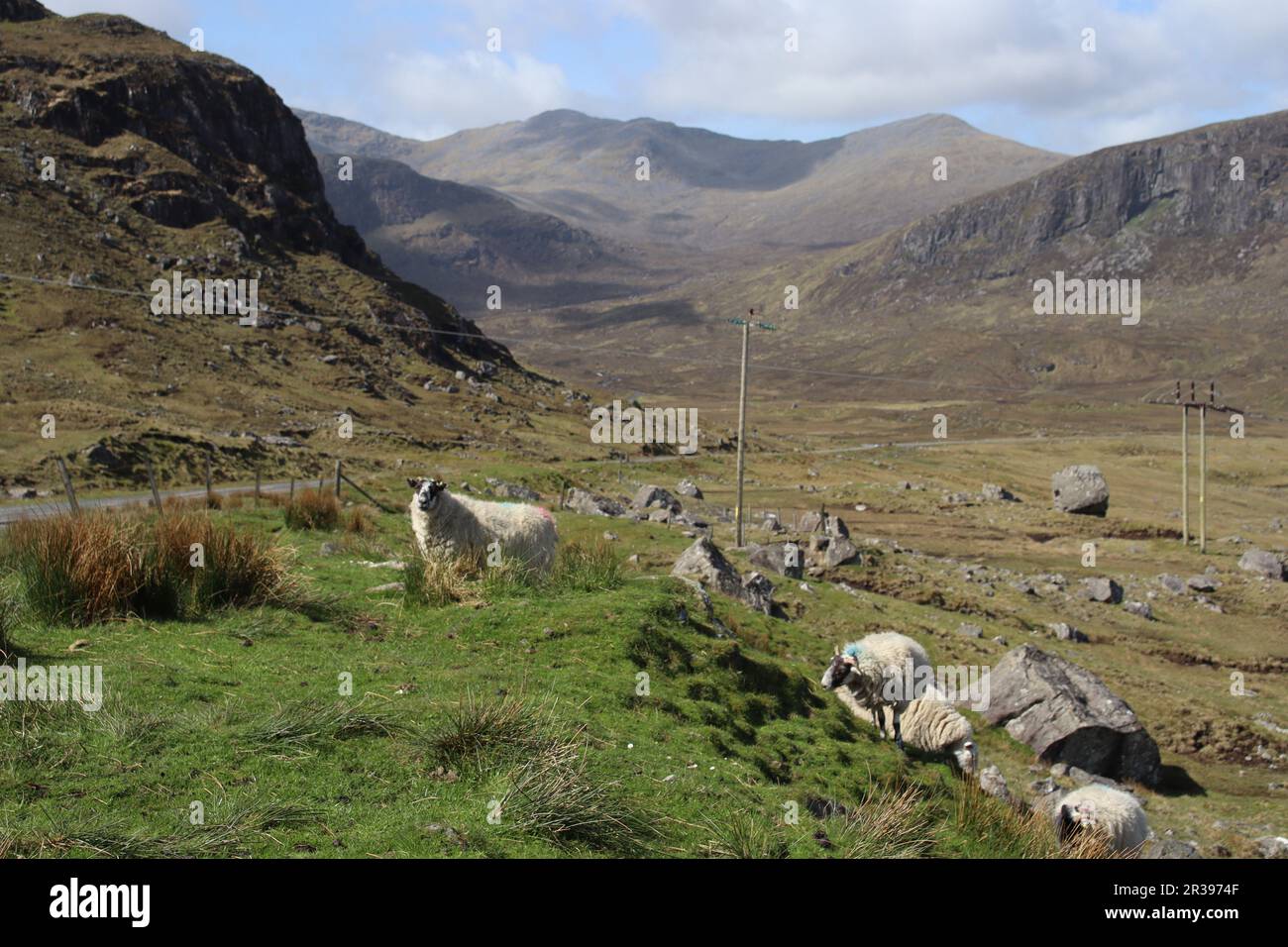 Sheep on Isle of Harris Stock Photo - Alamy Sheep on Isle of Harris Stock Photo - Alamy