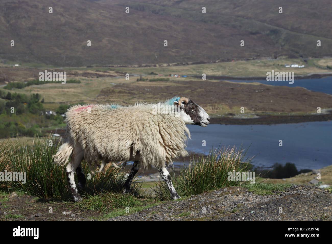 Sheep on Isle of Harris Stock Photo - Alamy Sheep on Isle of Harris Stock Photo - Alamy