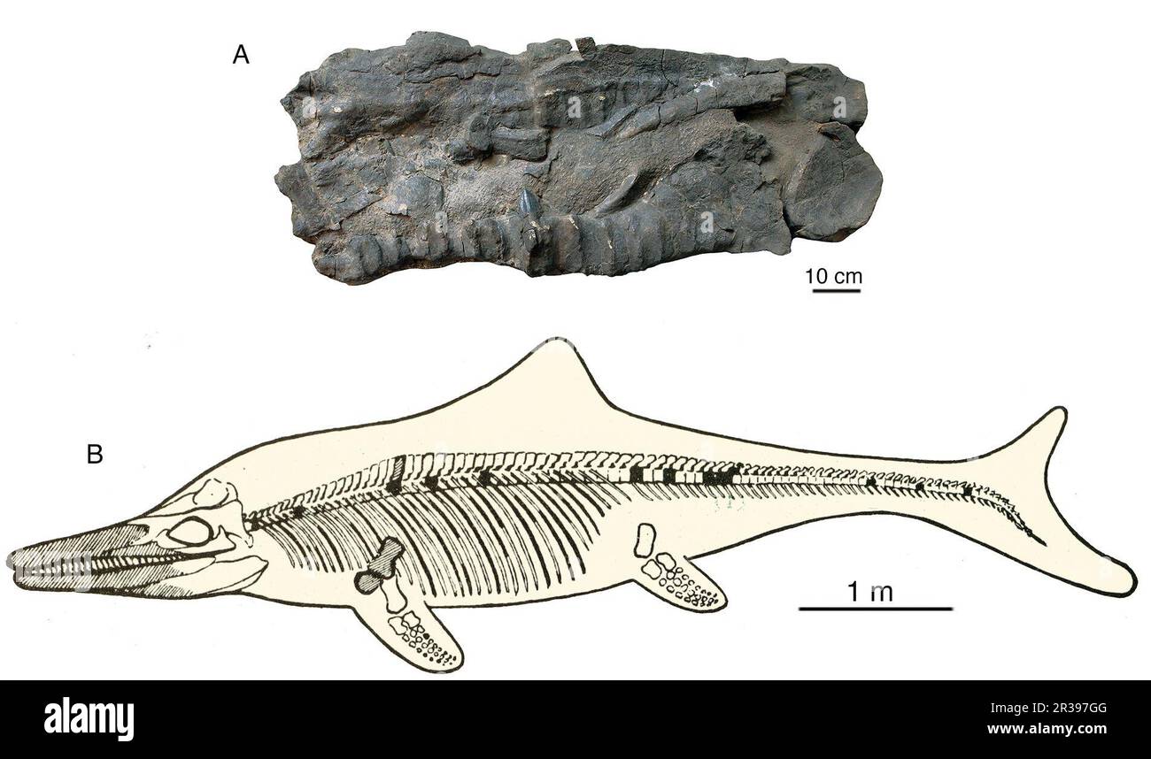 Largest Prehistoric Sea Creature