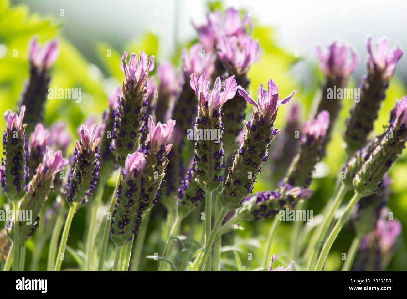 Lavender growing area hi-res stock photography and images - Alamy