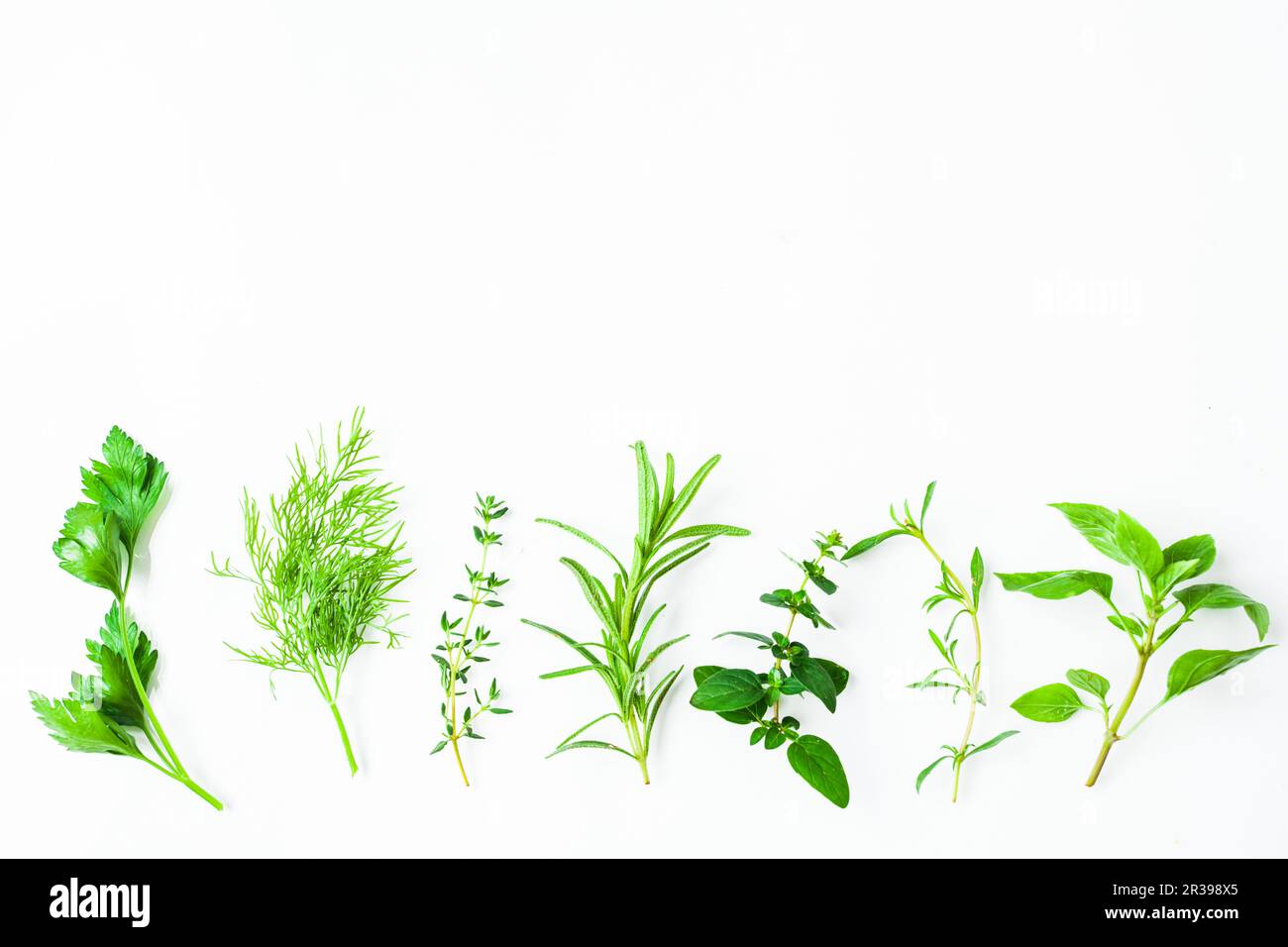 Greenery line art leaves Cut Out Stock Images & Pictures - Alamy