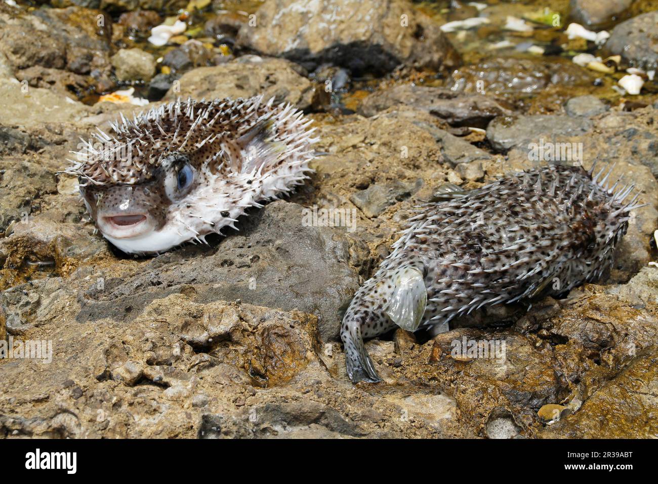 Pufferfish on land Stock Photo - Alamy