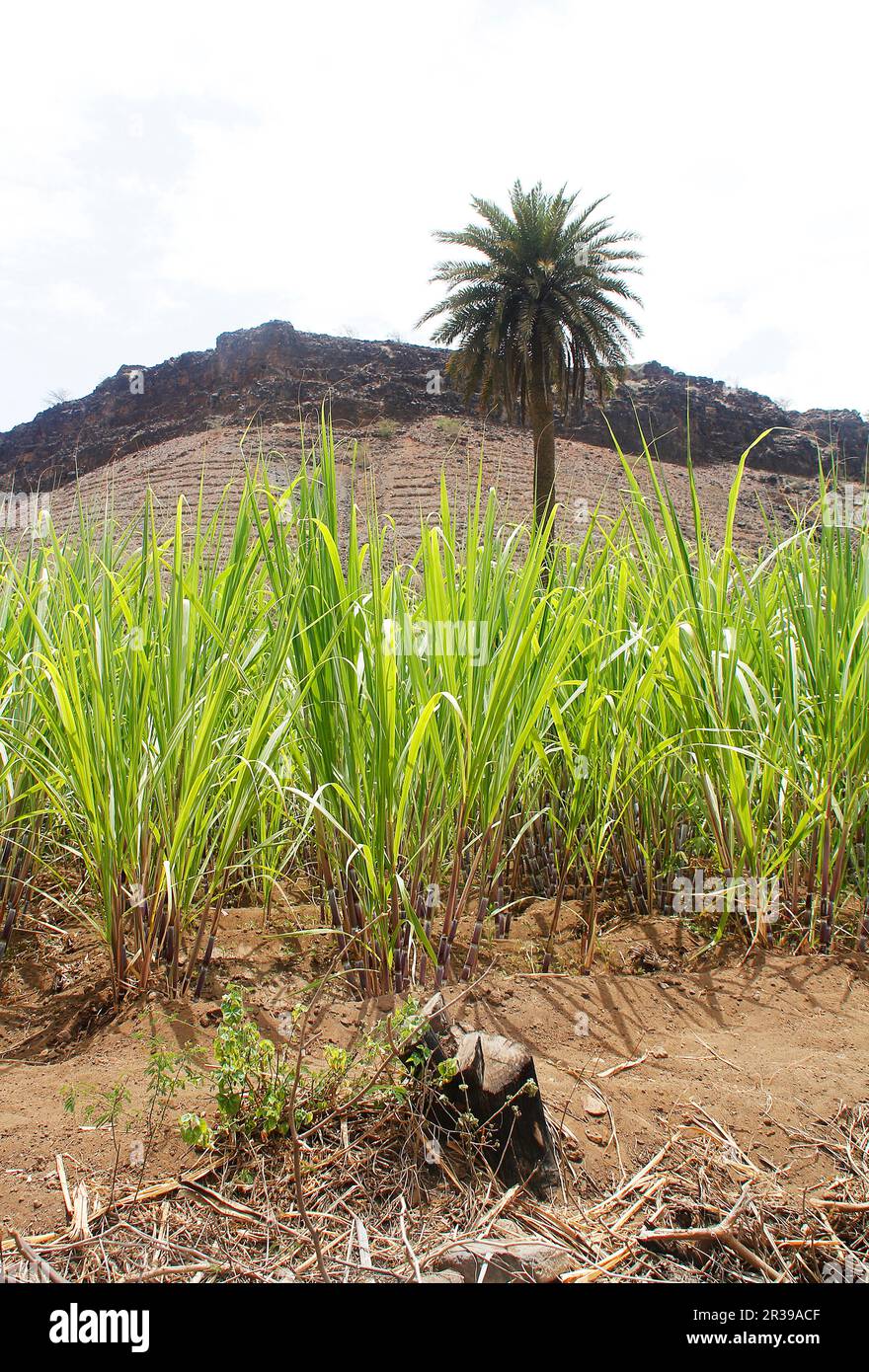 Caribbean sugar cane farming hi-res stock photography and images - Alamy