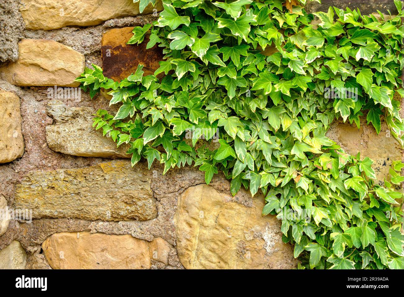 Old walls overgrown with ivy, Muhlburg Castle, one of the so-called ...