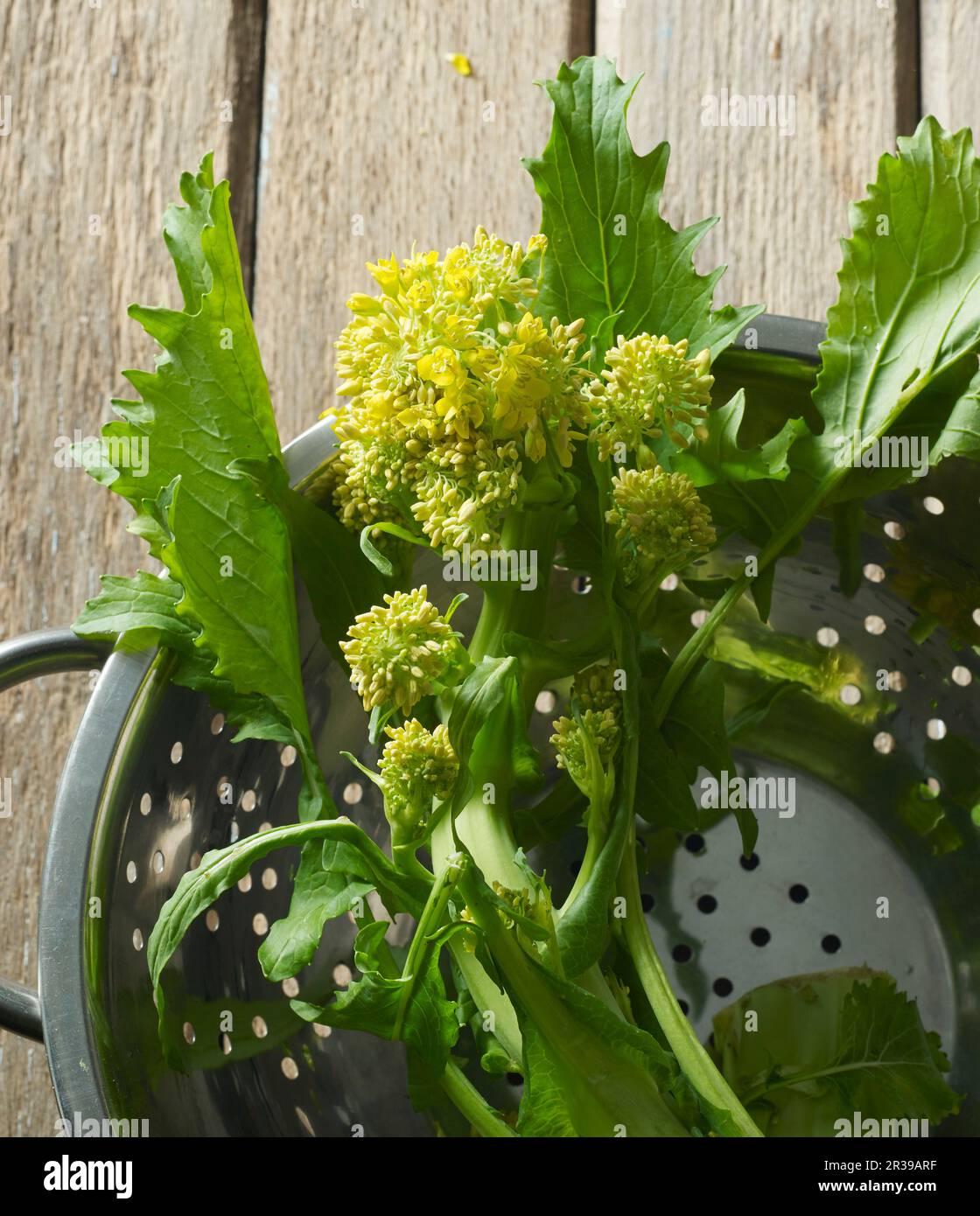 Arugula flowers hi-res stock photography and images - Alamy