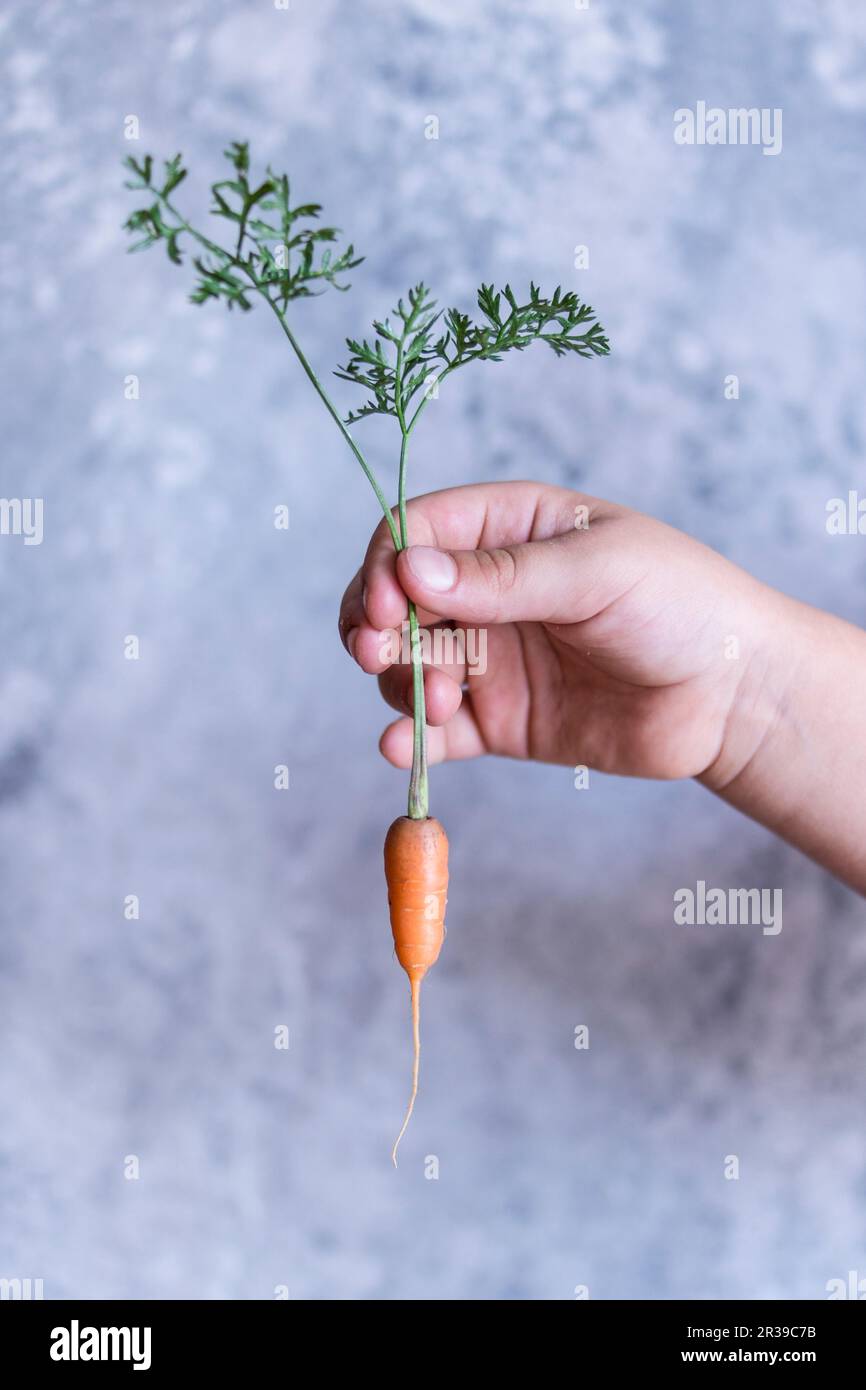 A child's hand holding a small carrot Stock Photo - Alamy