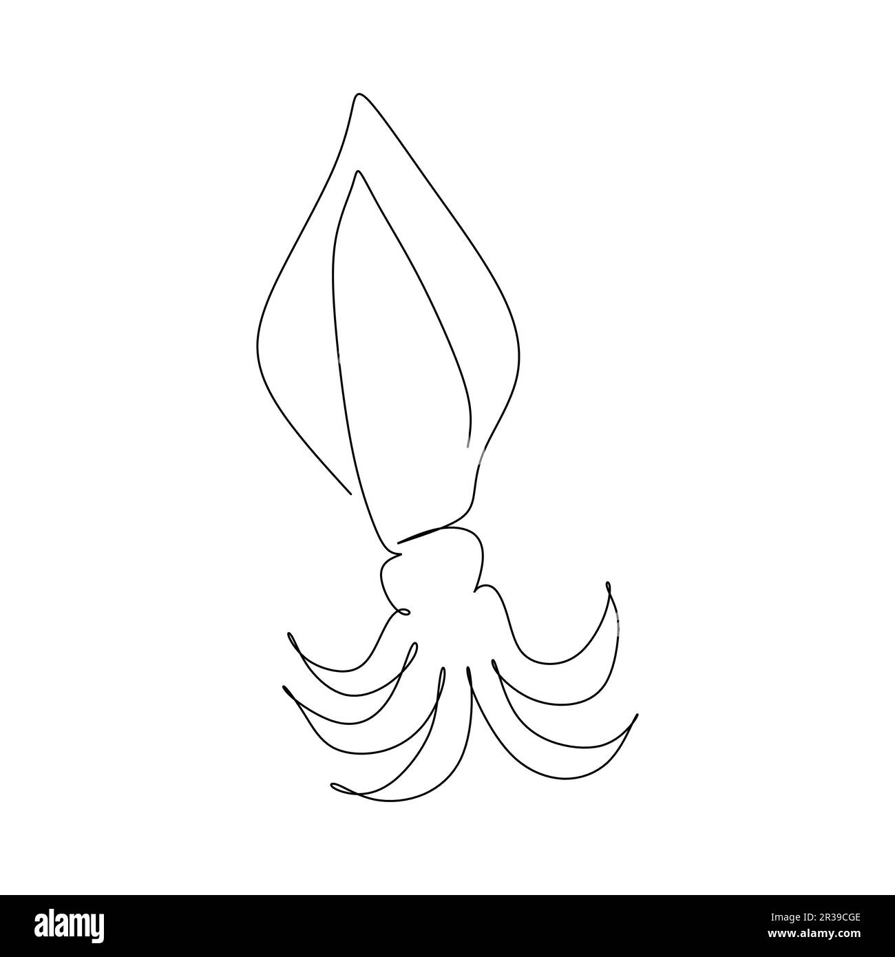 continuous line drawing of squid on white background, vector ...