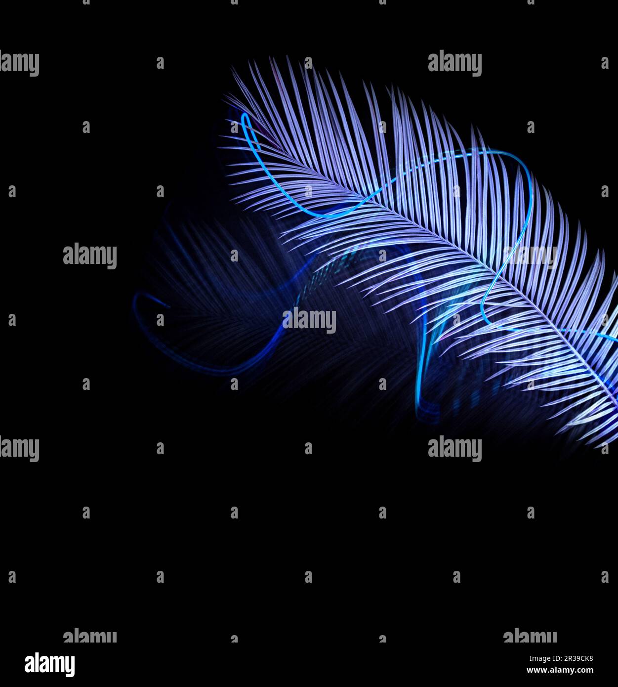 Blue palm tree with neon lights isolated on black Stock Photo - Alamy