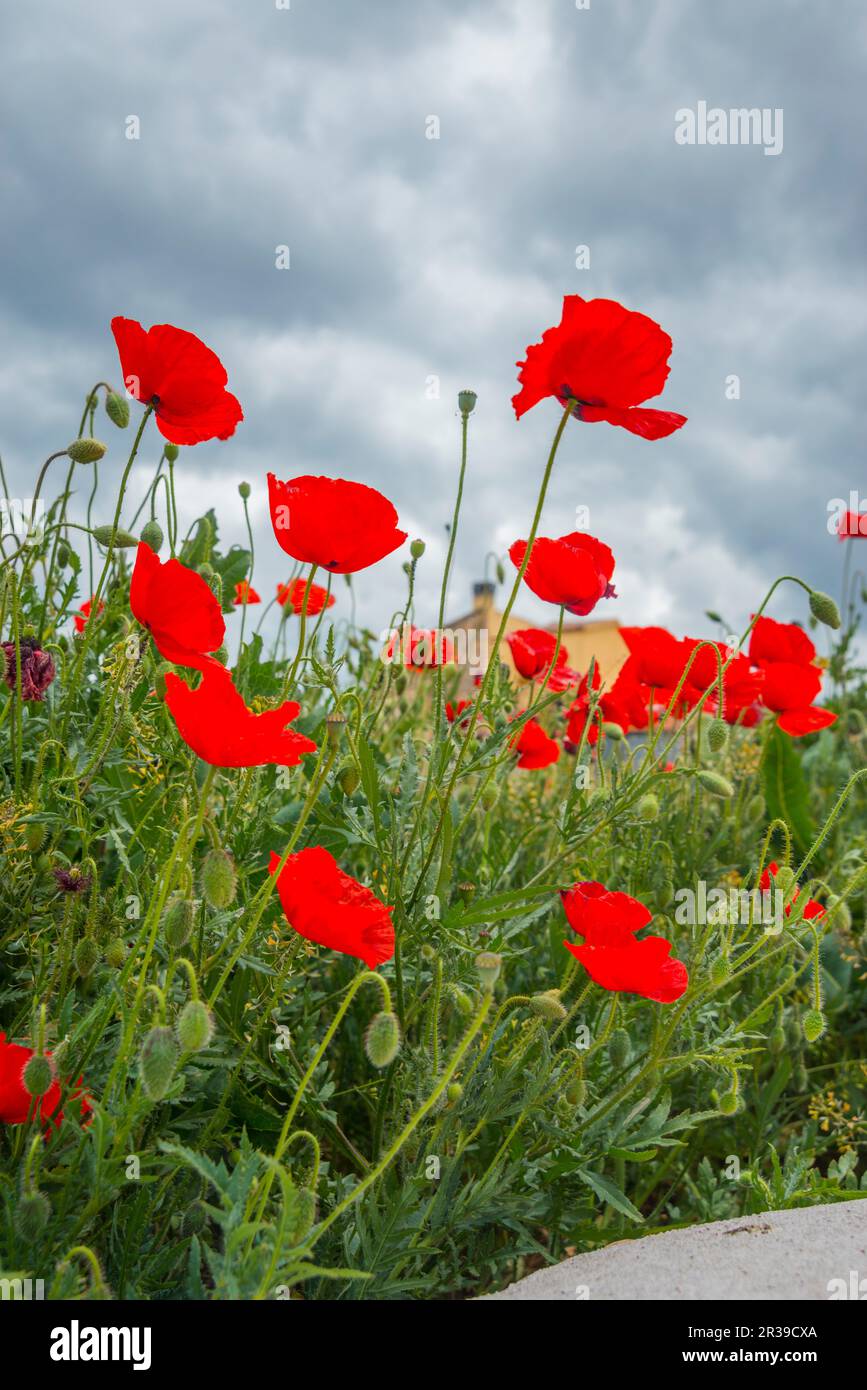 Plantas flores silvestres plantas hi-res stock photography and images ...
