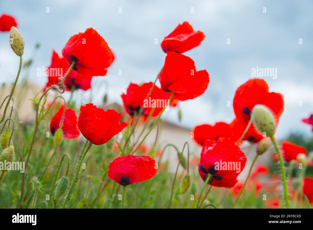 Poppy red fondo hi-res stock photography and images - Alamy