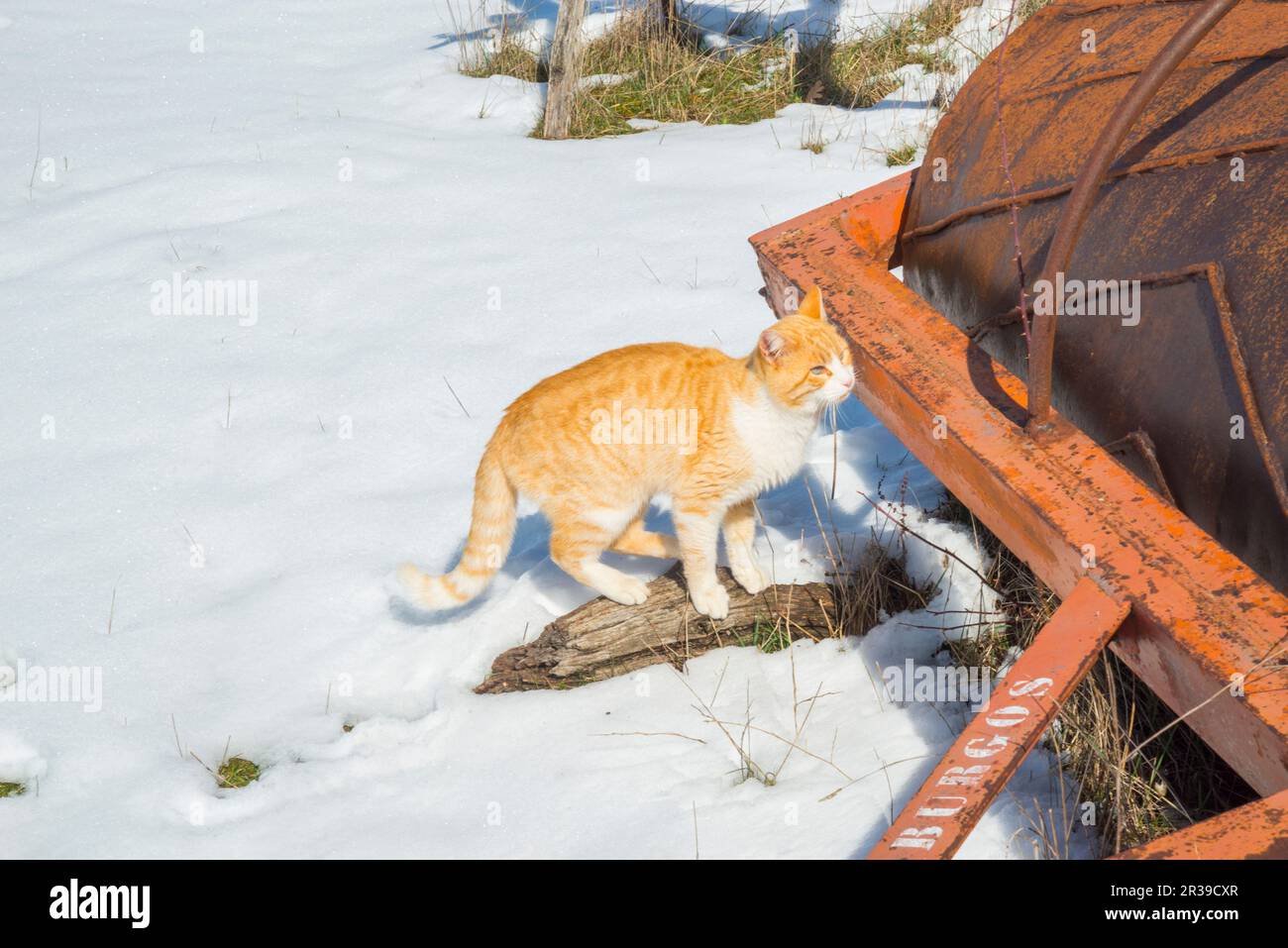 In winter stray cat hi-res stock photography and images - Alamy