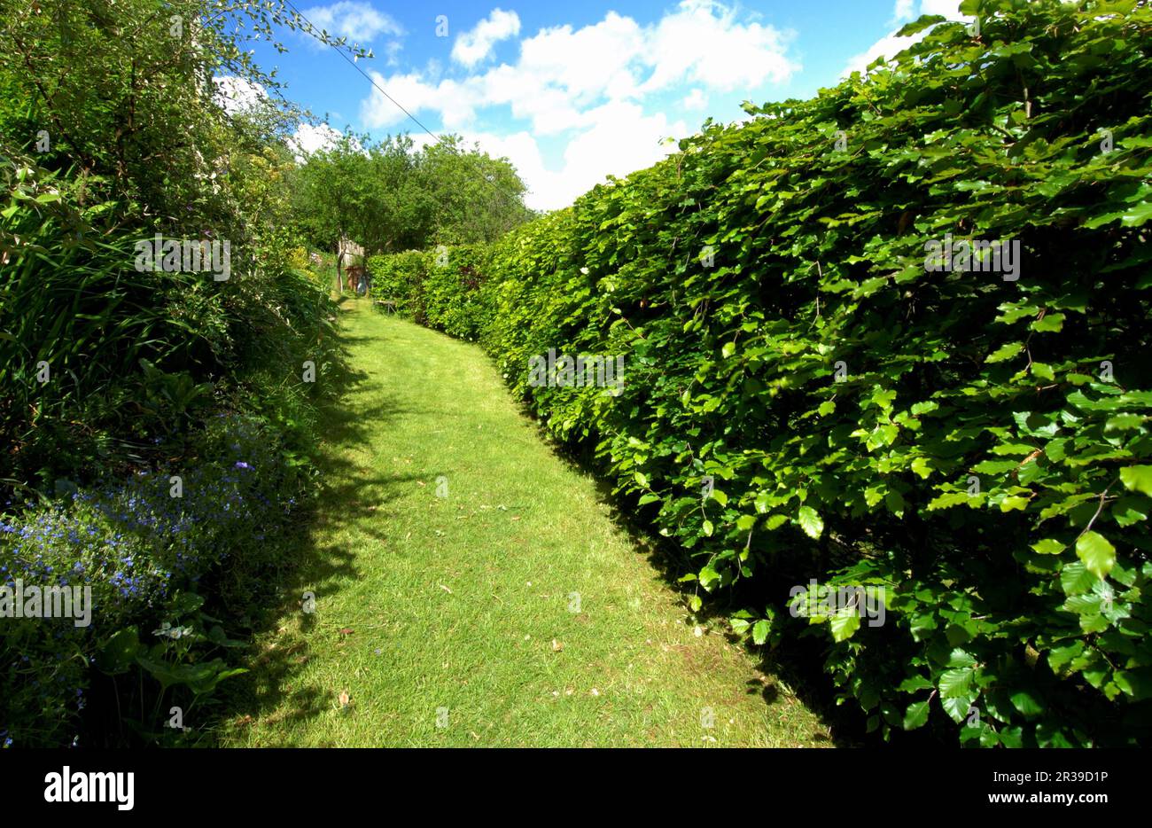 Beech is the queen of british trees hi-res stock photography and images ...