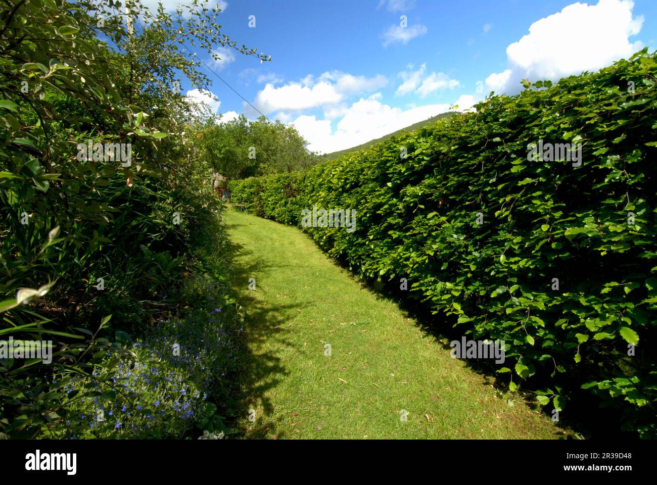 Beech is the queen of british trees hi-res stock photography and images ...