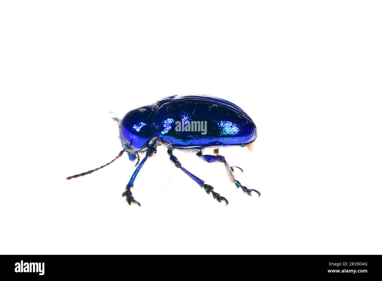 Leaf beetles on a white background, close-up pictures Stock Photo - Alamy