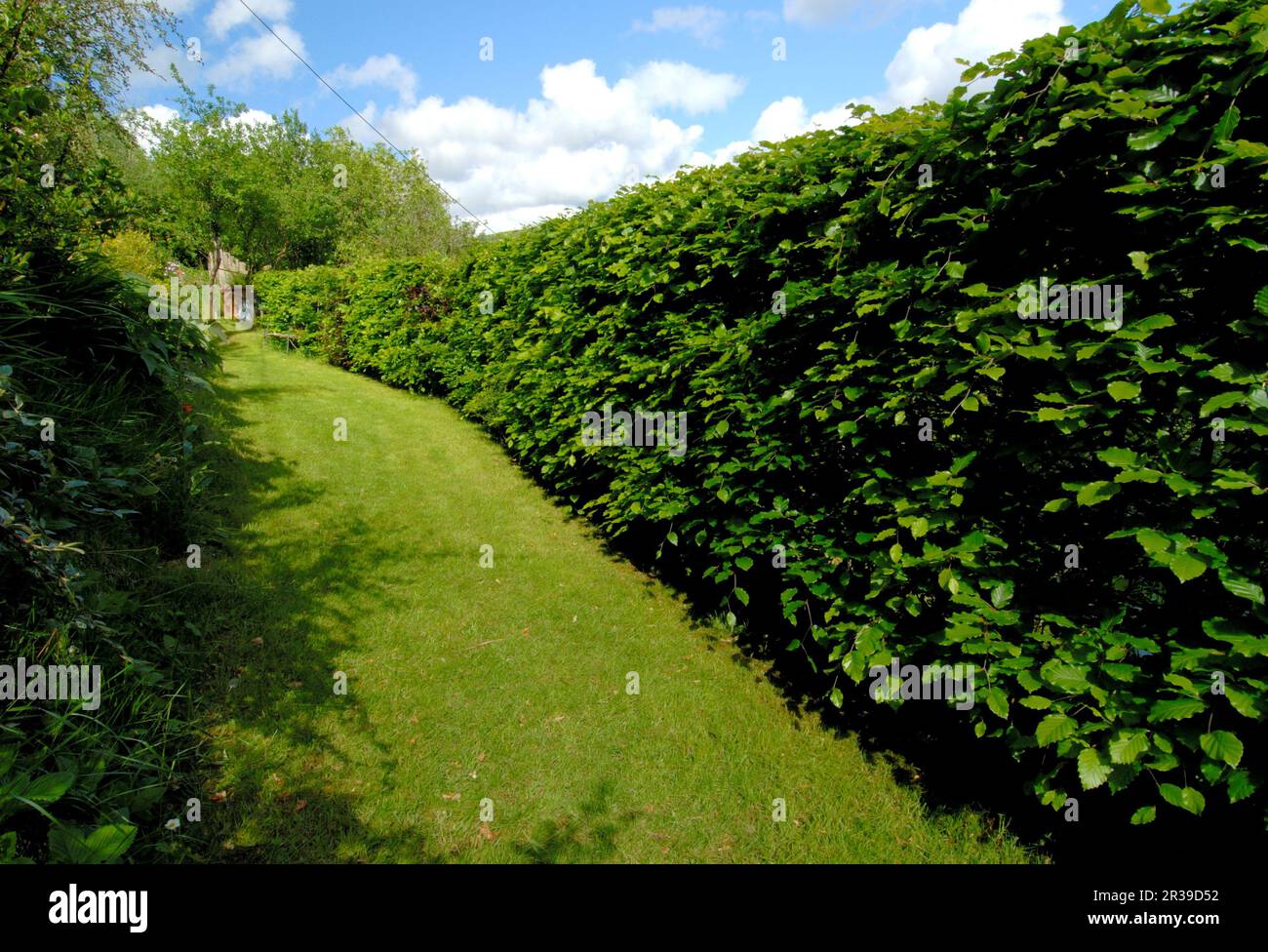 Beech hedge trees hi-res stock photography and images - Alamy