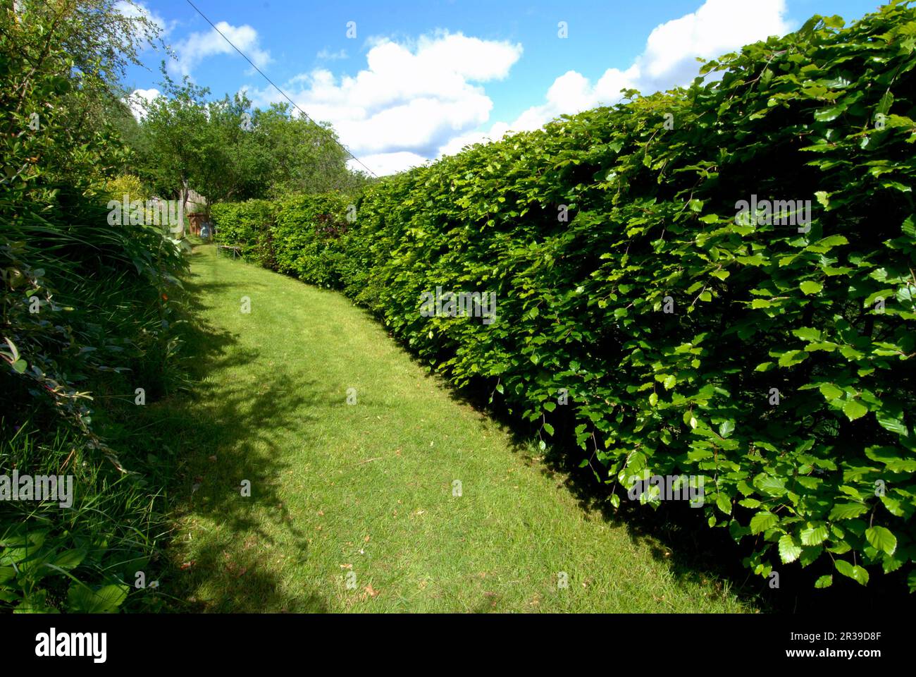Beech is the queen of british trees hi-res stock photography and images ...
