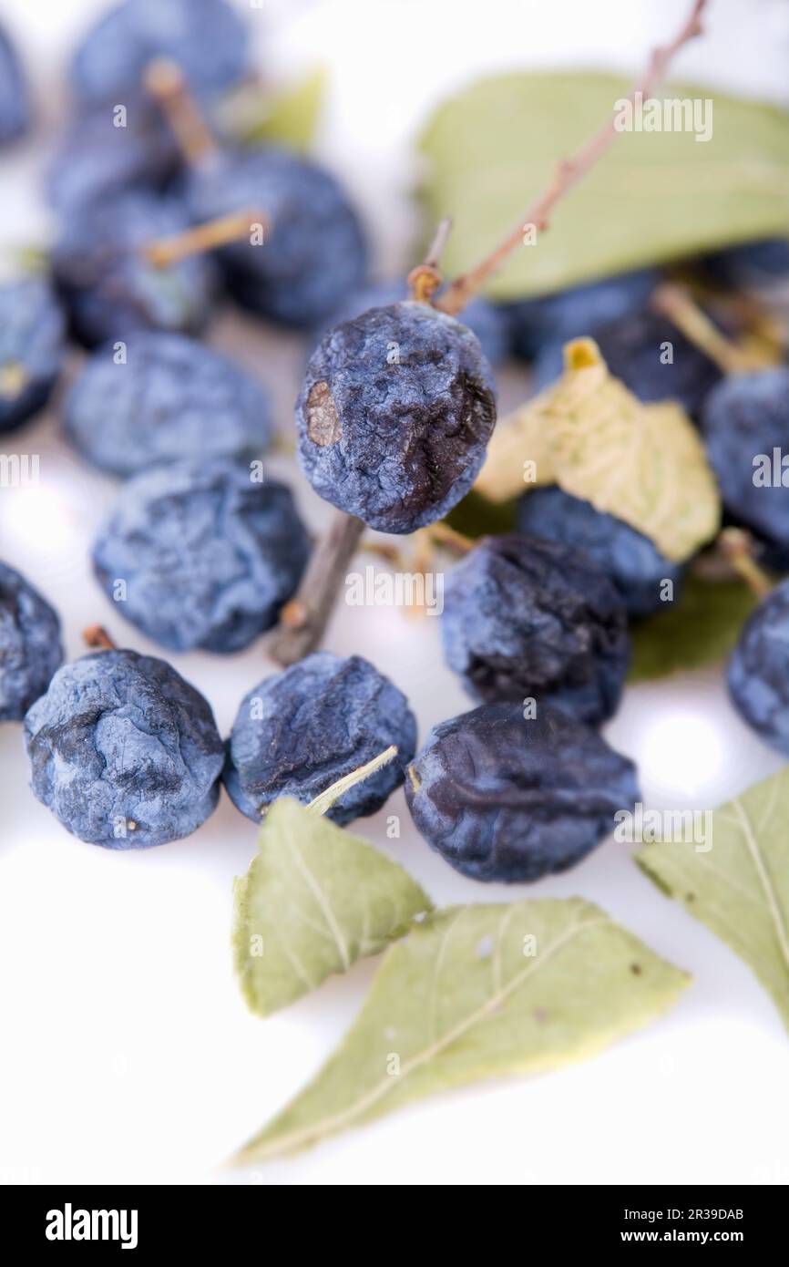 Sloes close up hi-res stock photography and images - Alamy