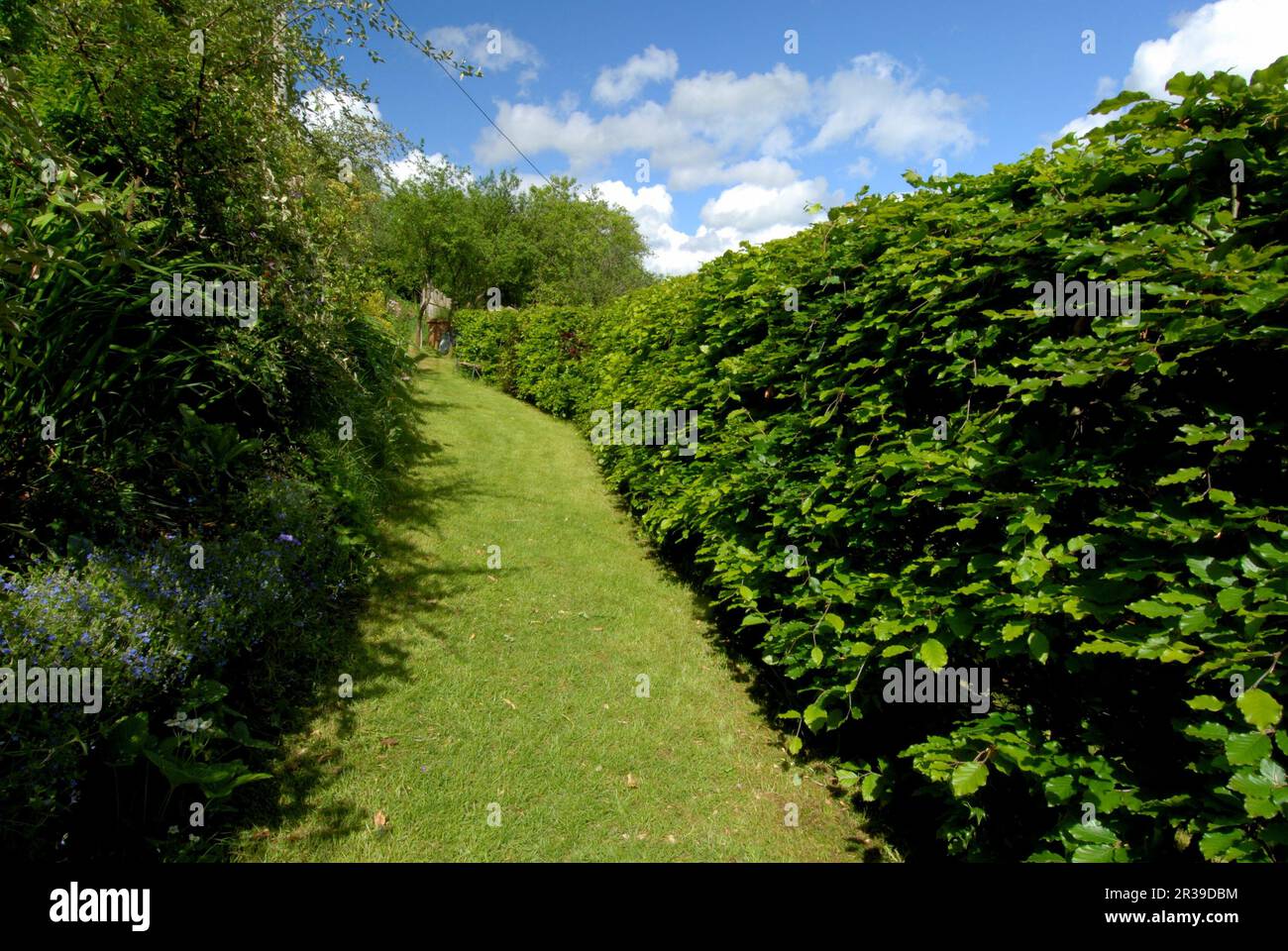 Beech hedge trees hi-res stock photography and images - Alamy