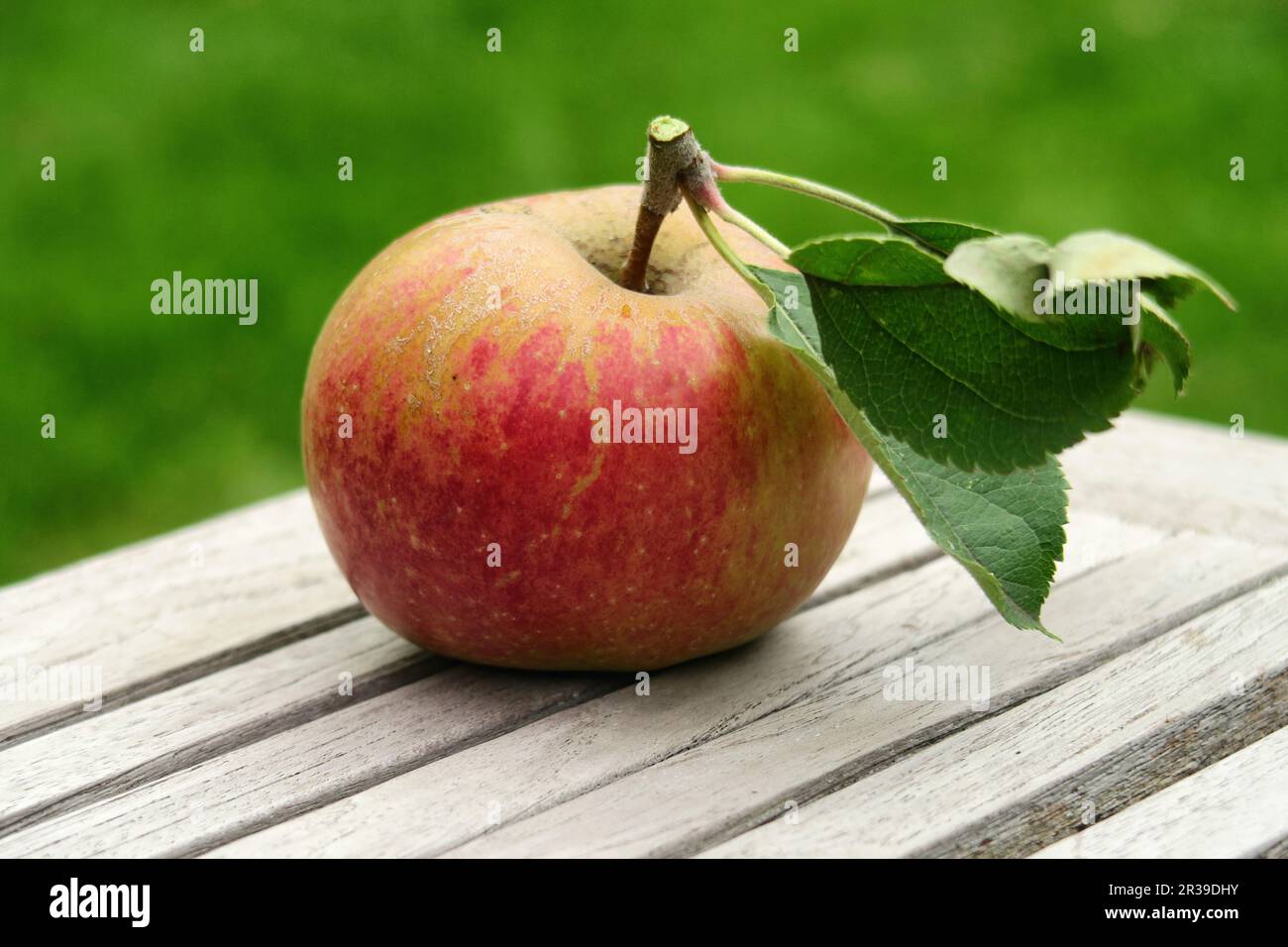 Apple with stalk and leaves Stock Photo - Alamy