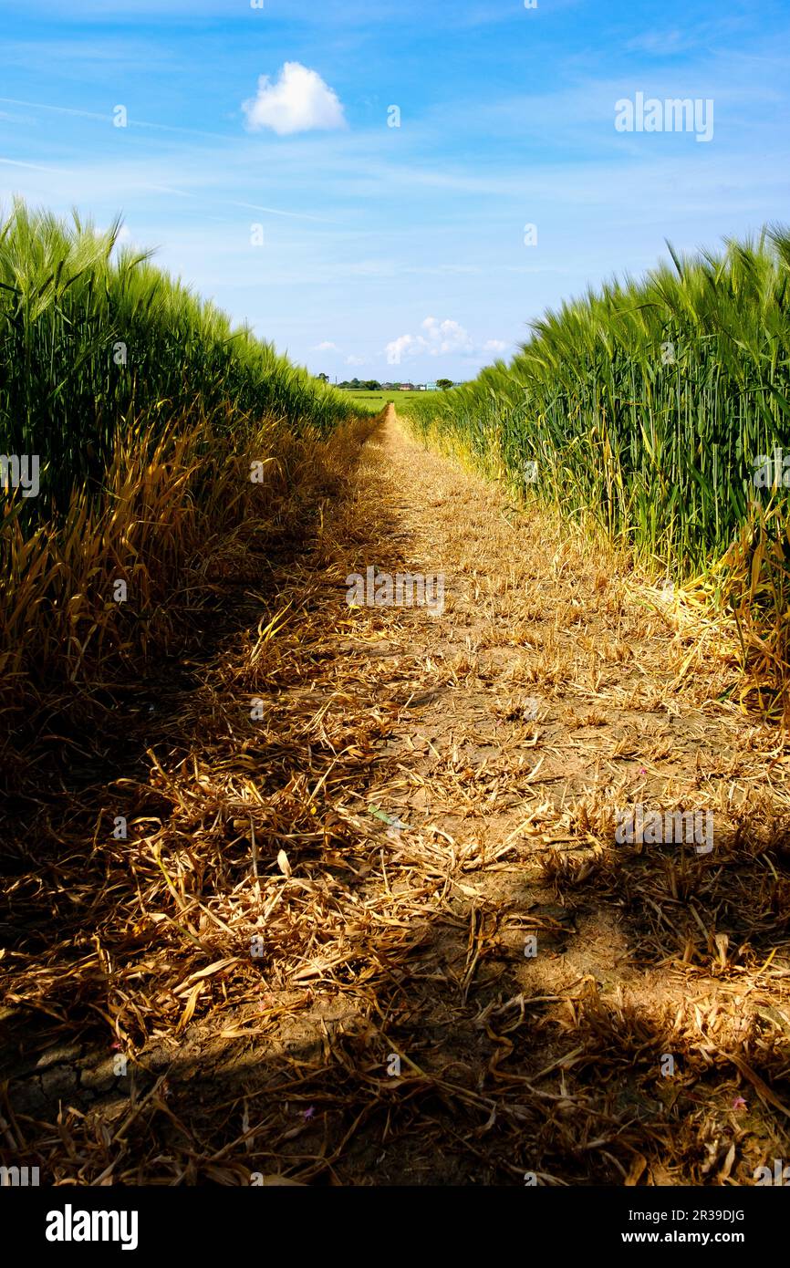 Trampled path wheat hi-res stock photography and images - Alamy