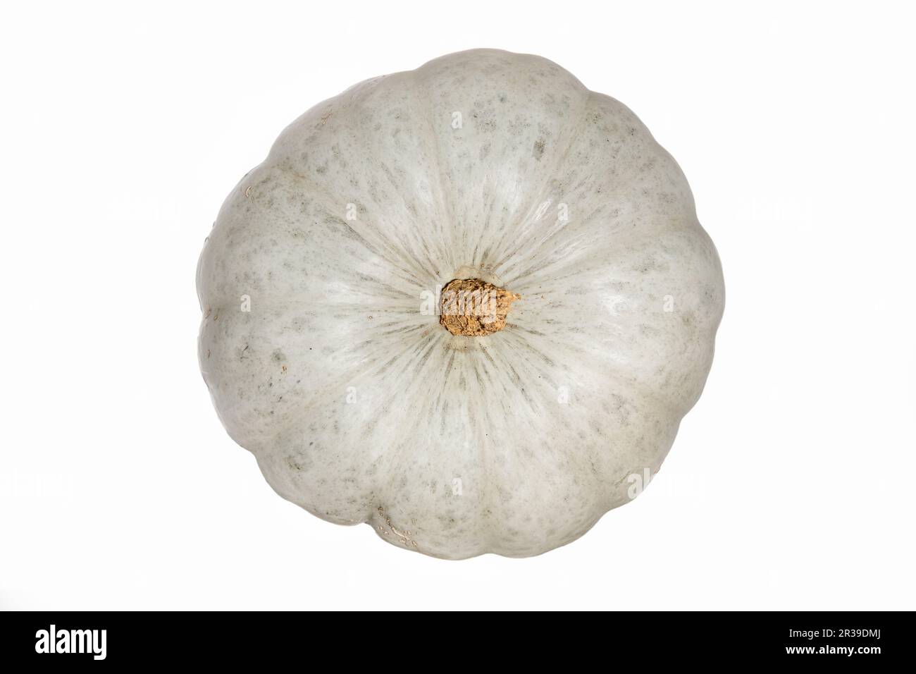 Crown Prince variety pumpkin on white background Stock Photo - Alamy