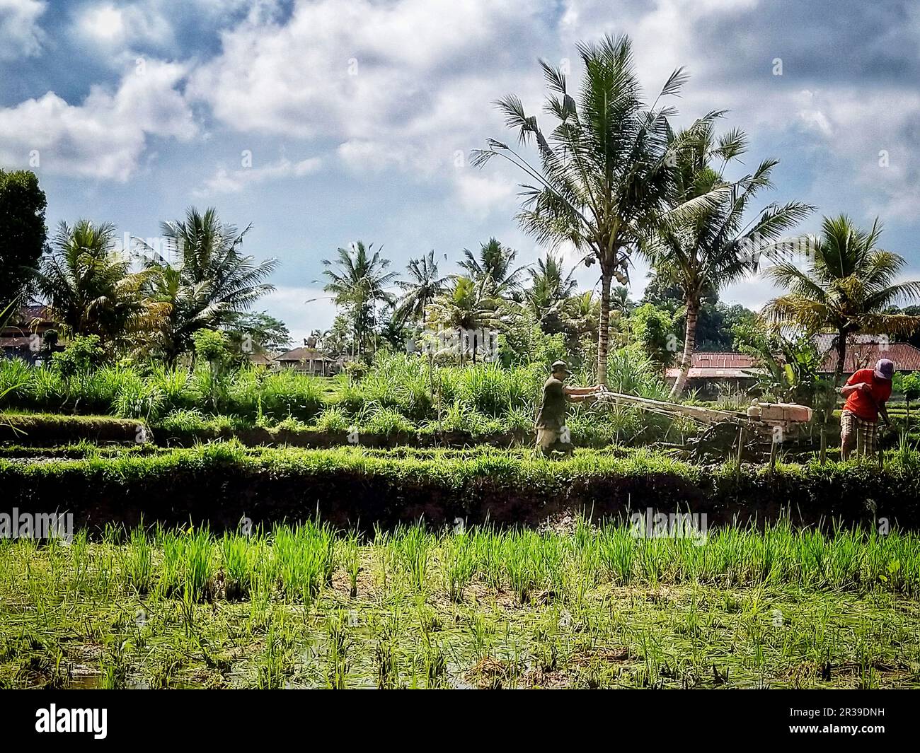 Balinese farmers ploughing rice paddies with a motorised plough Stock ...