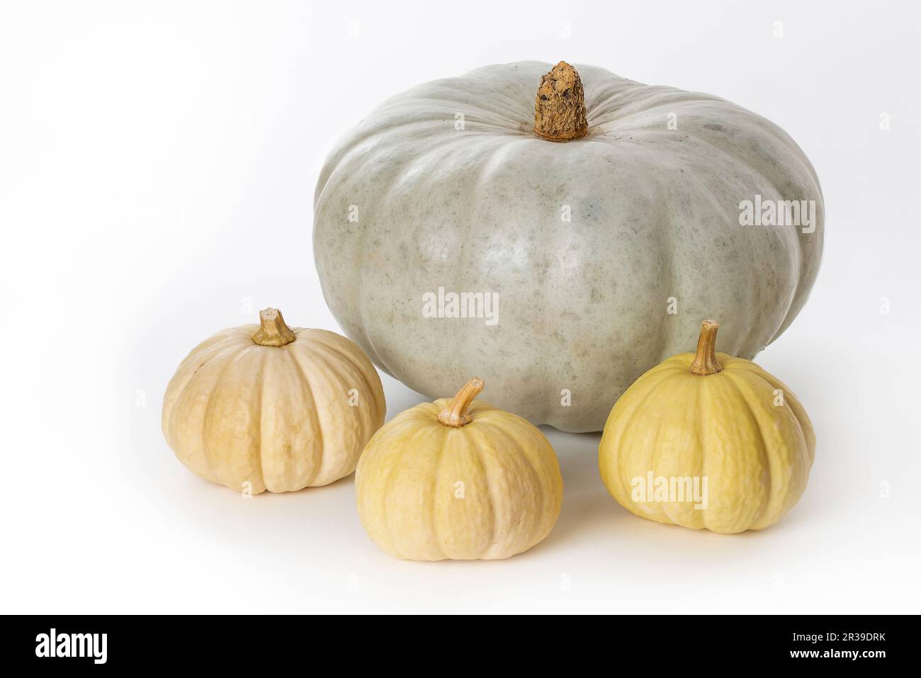 Ornamental pumpkins and Crown Prince pumpkin on white background Stock ...