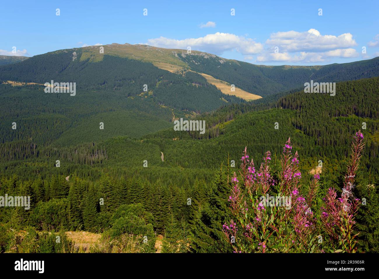 Caliman hi-res stock photography and images - Alamy