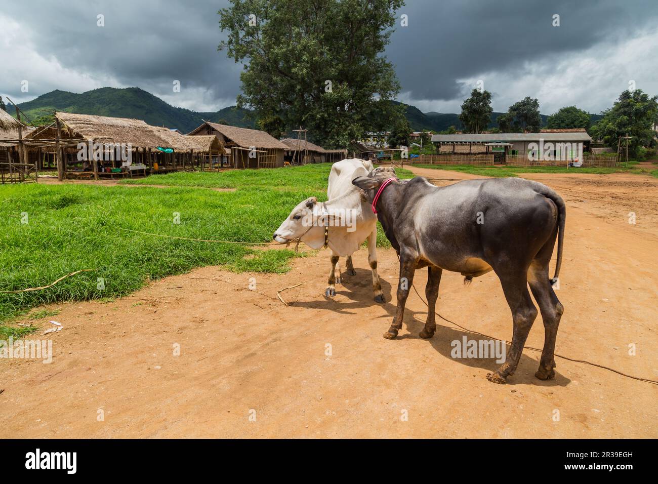 Bagan countryside burma village hi-res stock photography and images - Alamy
