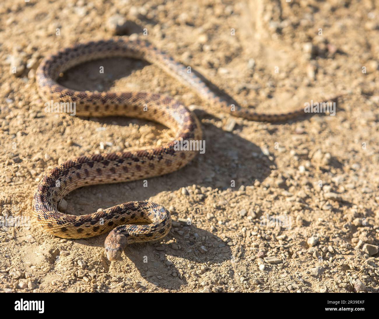 Pacific Gopher Snake Sub-Adult in Defensive Posture. Joseph D Grant ...