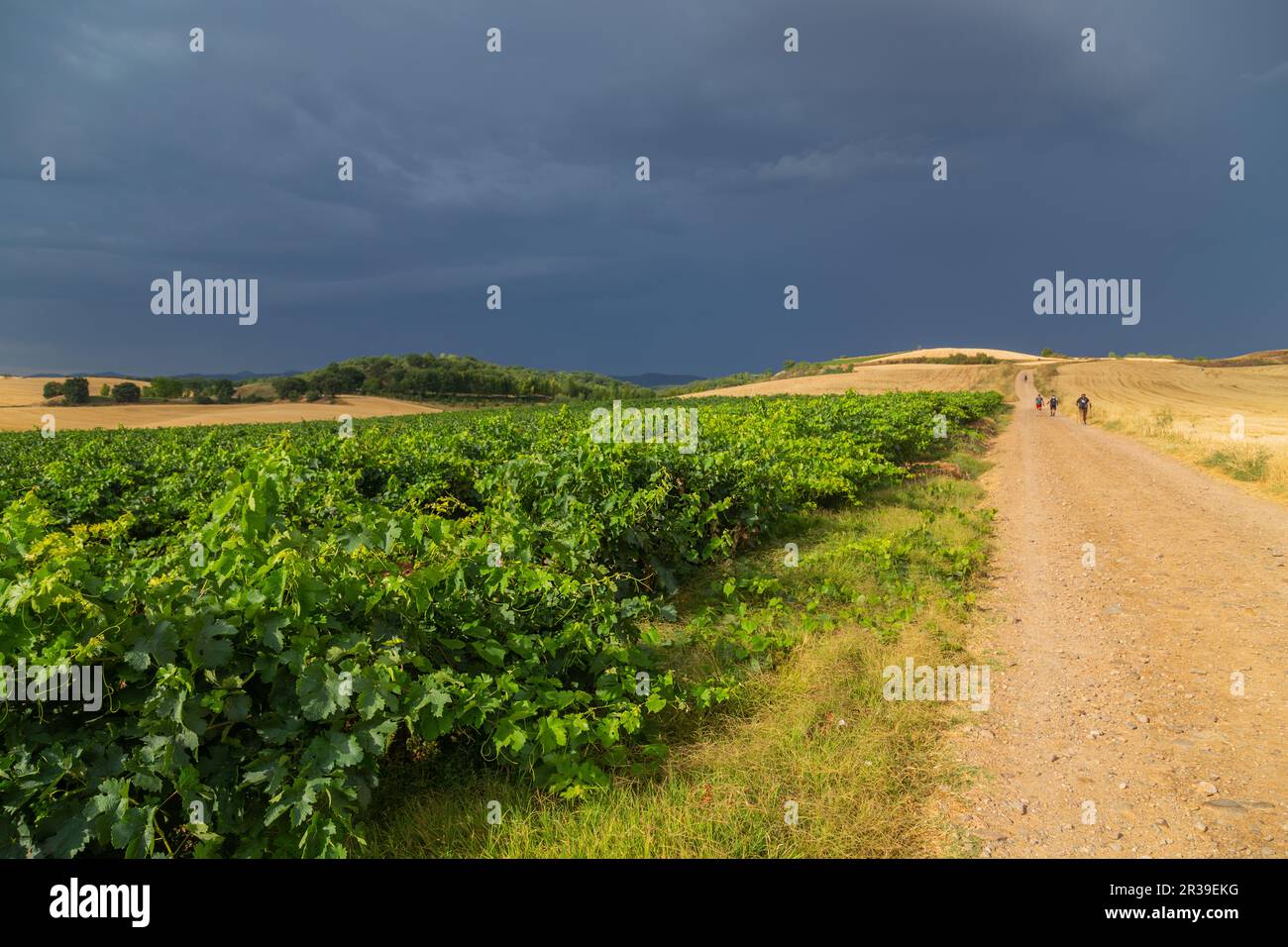 Navarre, Spain, 26 August, 2022: Pilgrims walk along the Camino De ...
