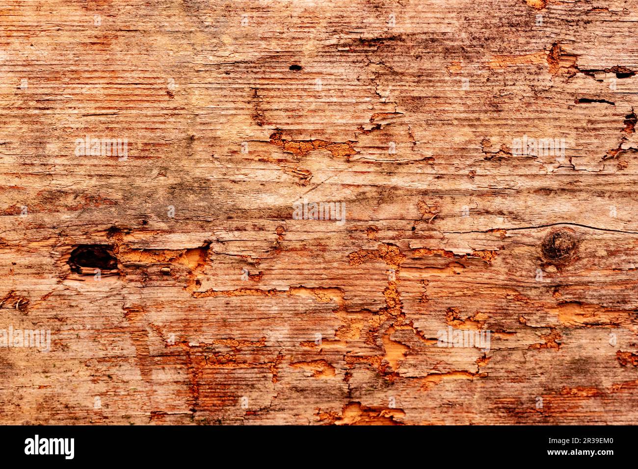 Texture, wood, wall, it can be used as a background. Wooden texture ...
