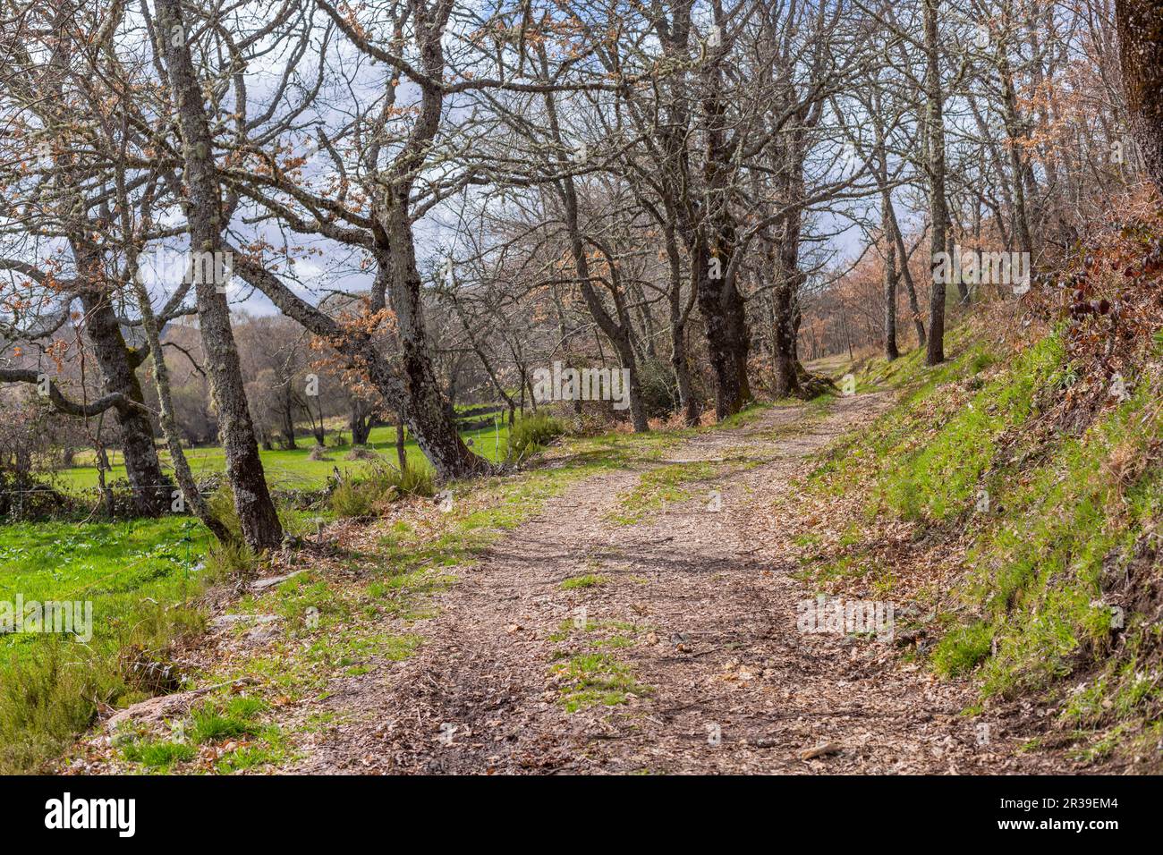 The road in the Camino de Santiago pilgrimage, crossing a green forest ...
