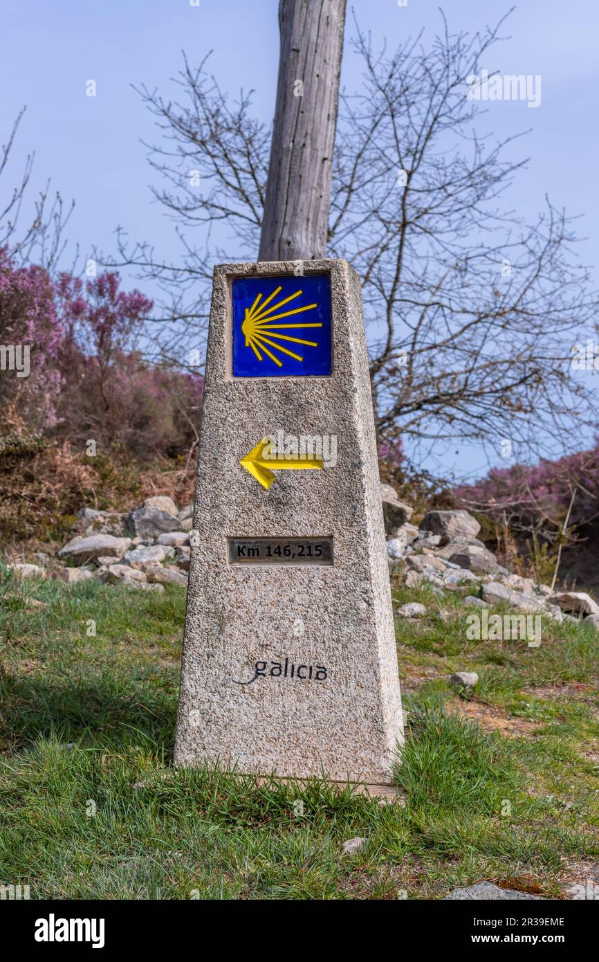 Yellow scallop shell touristic hi-res stock photography and images - Alamy