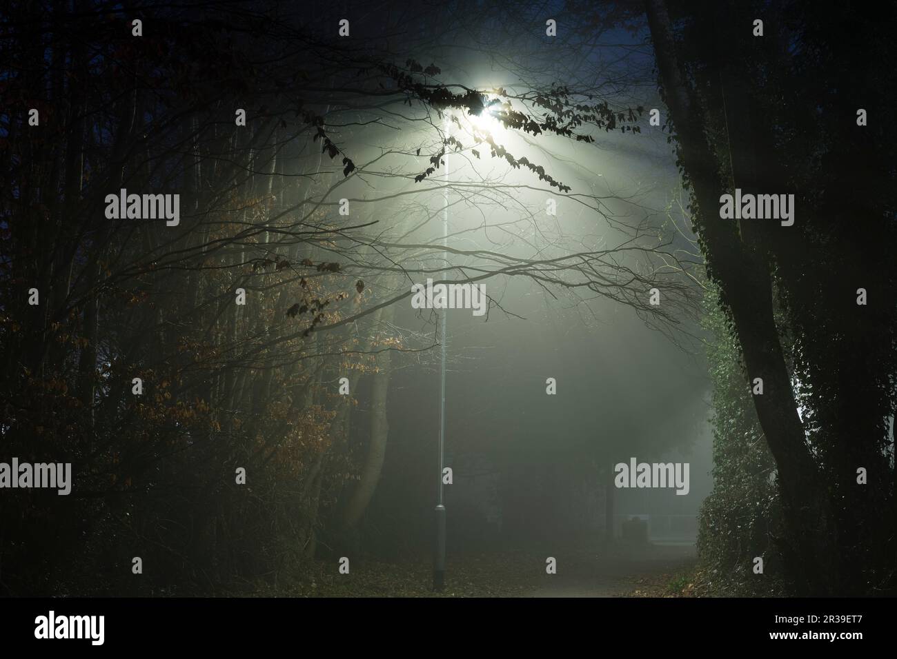 Lamp post night branches hi-res stock photography and images - Alamy