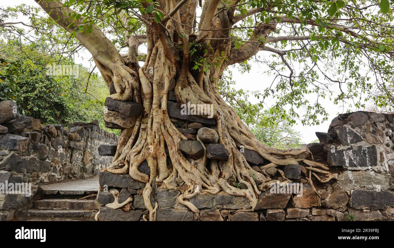 Tree Coming Out of Old Fortress, Kondapalli Fort, Vijayawada, Andhra ...