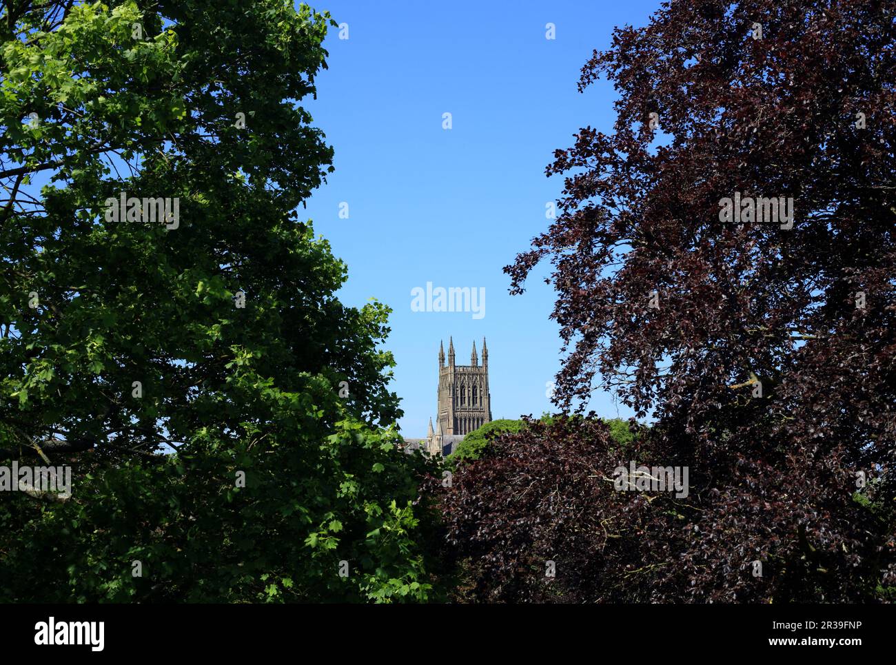 Worcester cathedral viewed from Fort Royal park, Worcester, uk Stock ...