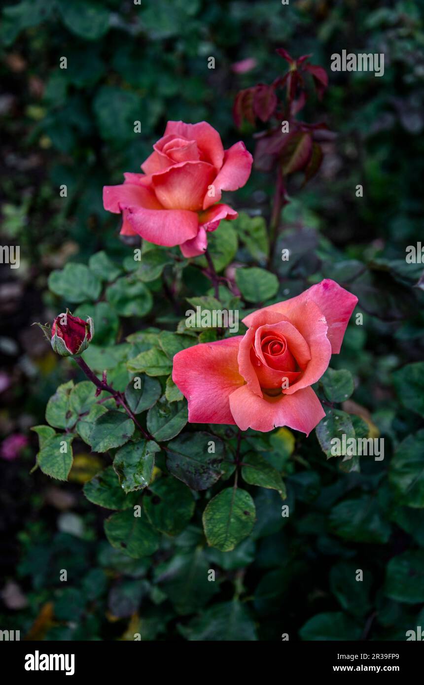 Coral garden roses Stock Photo - Alamy