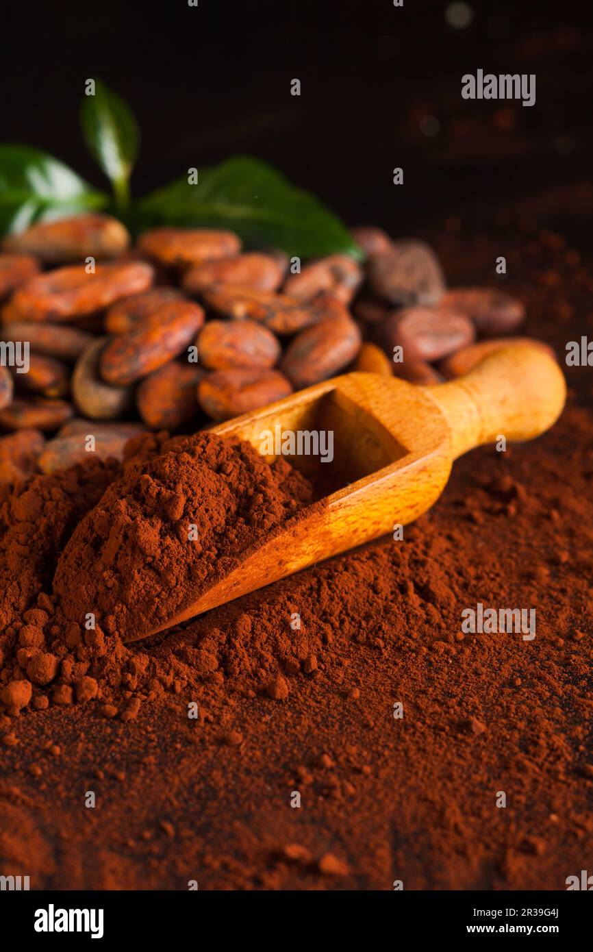 Ingredients for preparation chocolate. Cocoa beans and cocoa powder ...