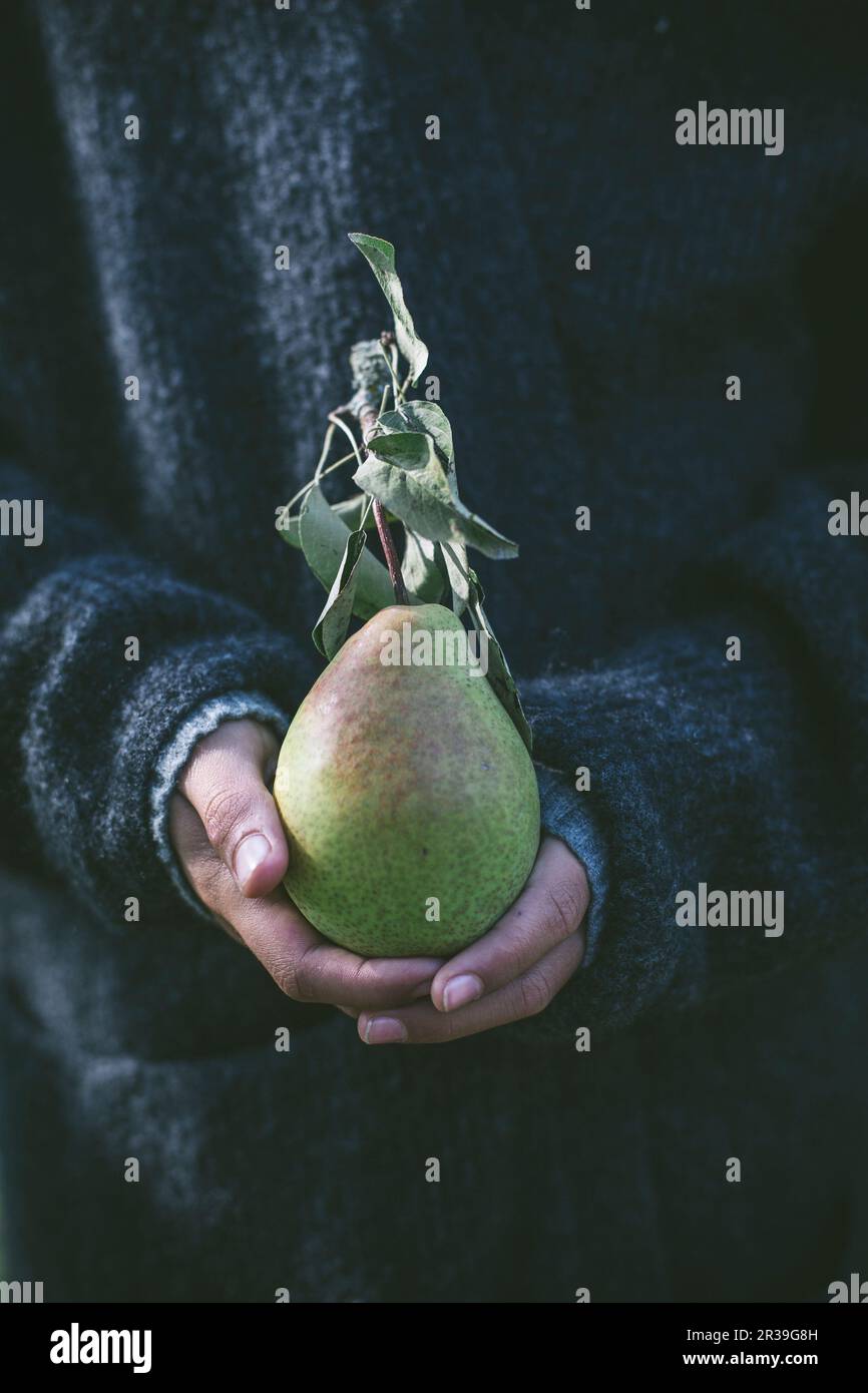 Holding a pear hi-res stock photography and images - Alamy